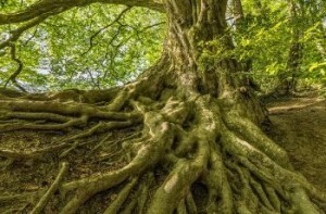 Root Bound Trees | Coquitlam Family Chiropractic